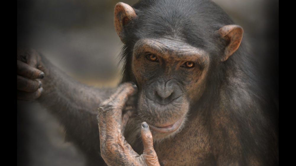Tierische Emotionen: Mensch, Affe! - Eppendorfer